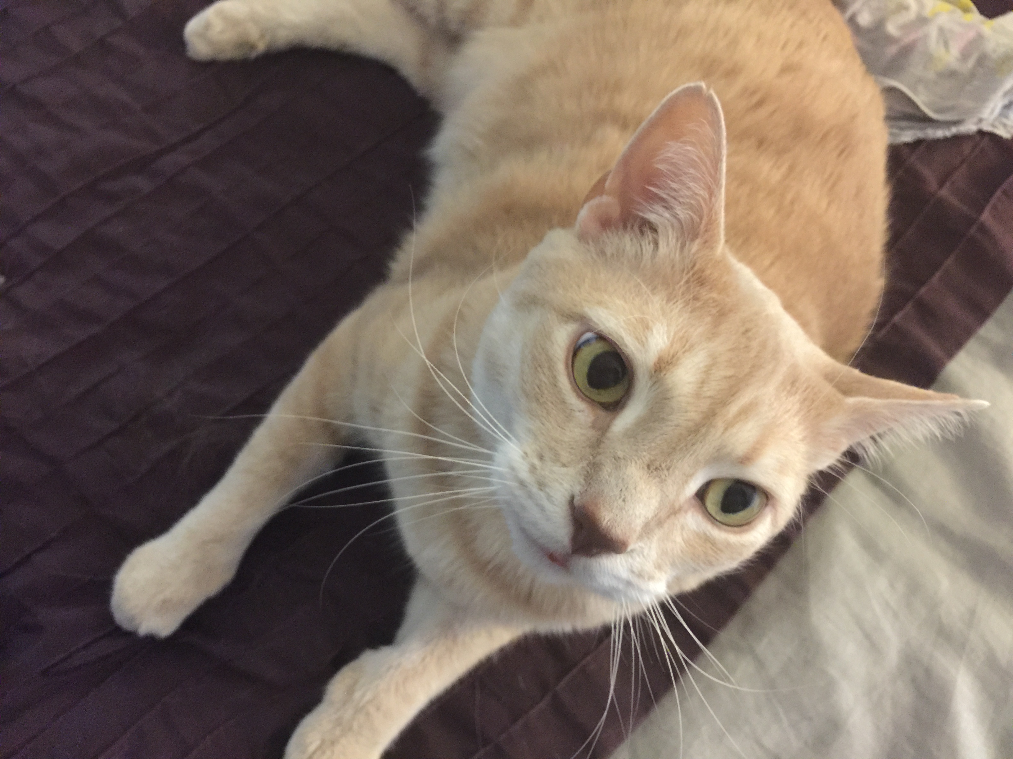 Peanut the cat, a real-life parable – Rev. Brent L. White